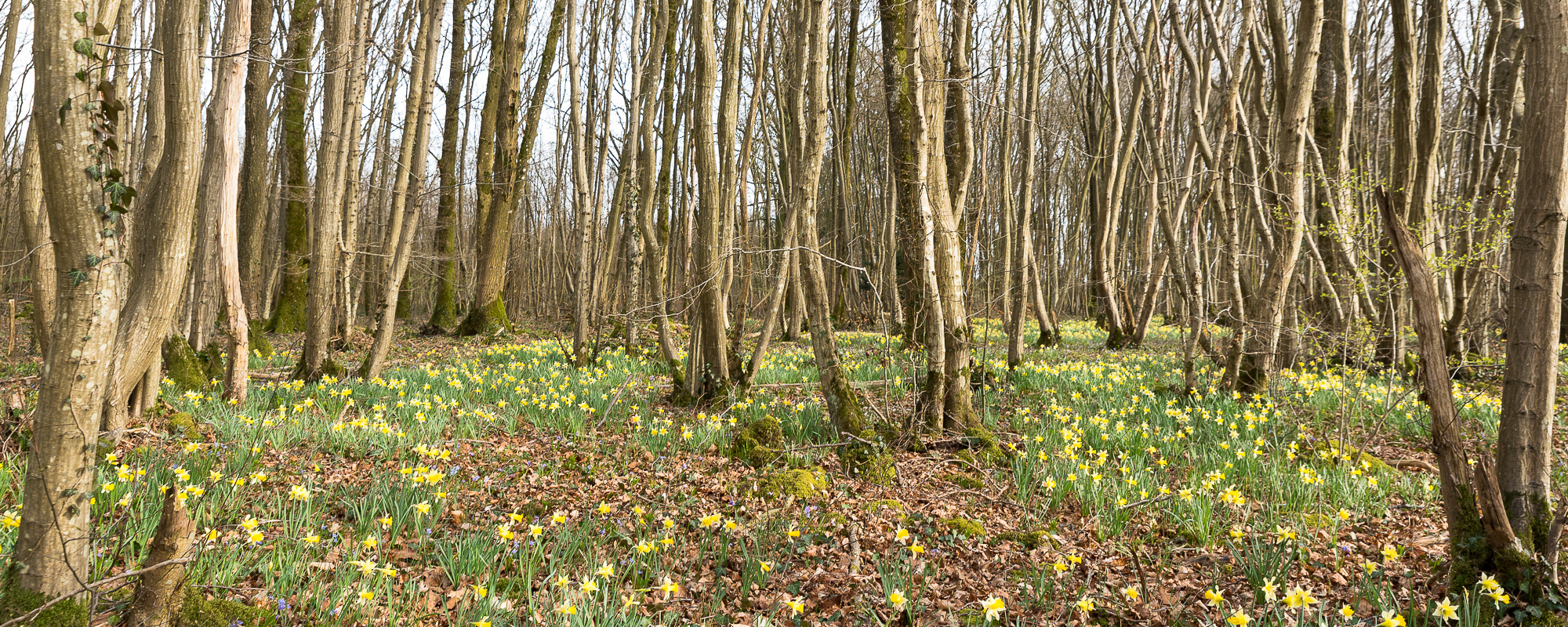 Contact - Biologie végétale
