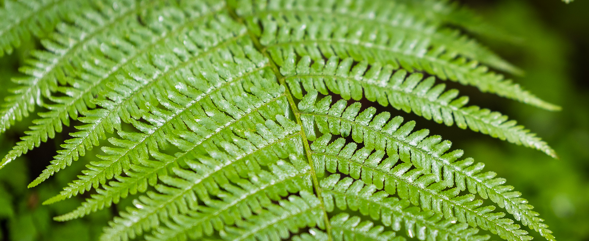 Crédits - Formation en biologie végétale