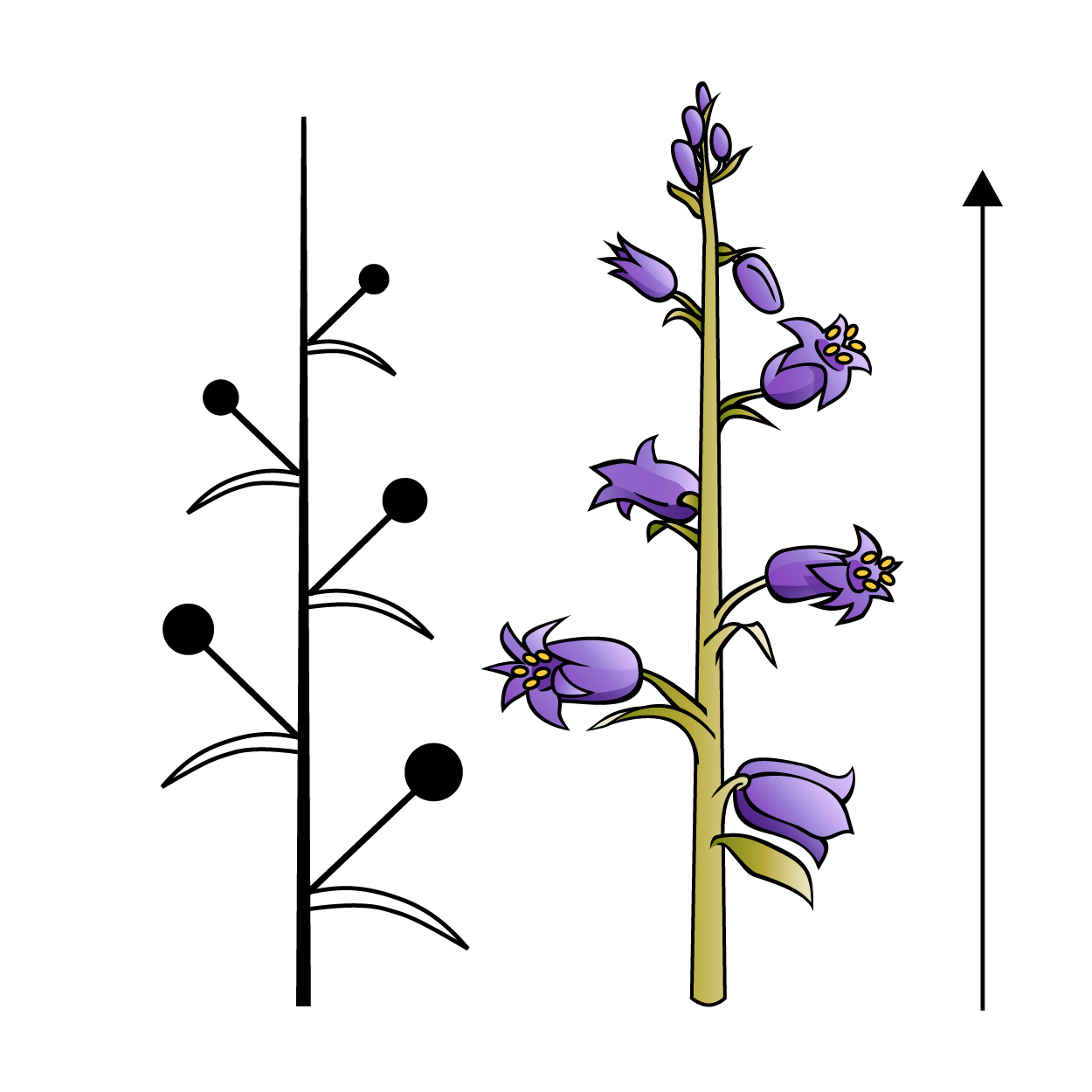 Acropète - Biologie végétale