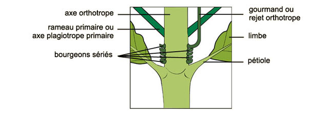 Tiges et bourgeons - Formation en biologie végétale