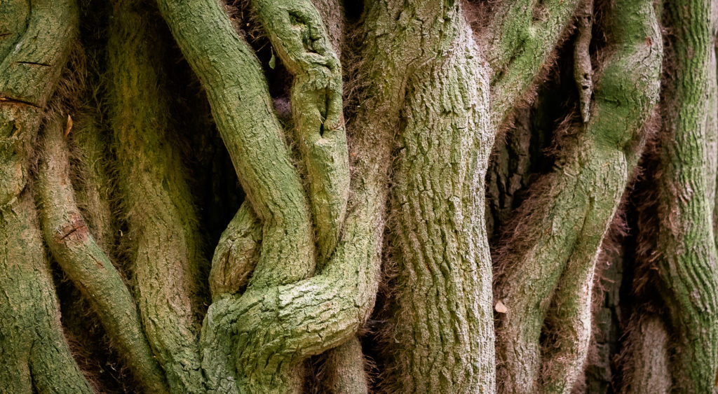 Accueil - Biologie végétale
