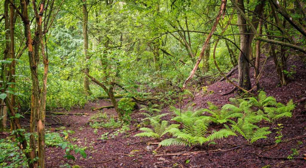 Accueil - Biologie végétale