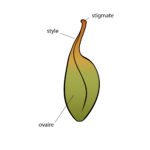 Carpelle - Biologie végétale