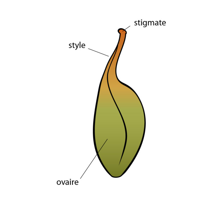 Carpelle - Biologie végétale