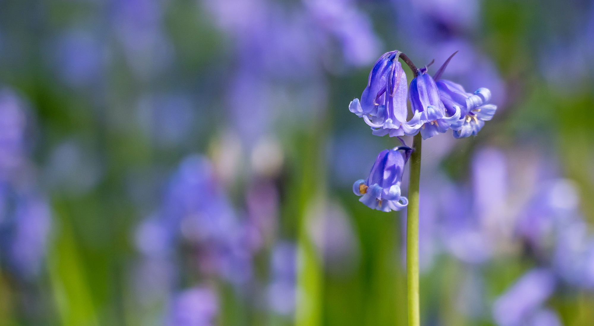 Accueil - Biologie végétale
