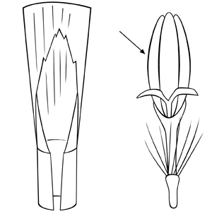 Ligulée - Biologie végétale