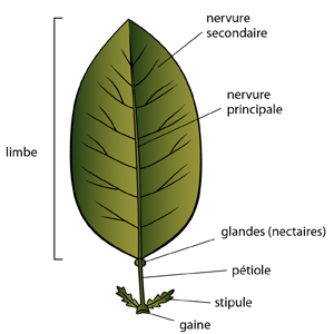 Limbe - Biologie végétale