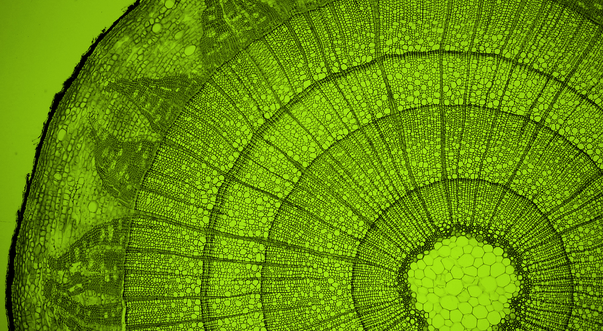 Accueil - Biologie végétale