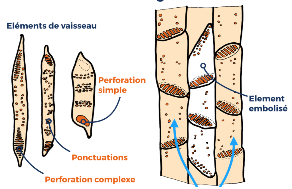 Xylème - Biologie végétale