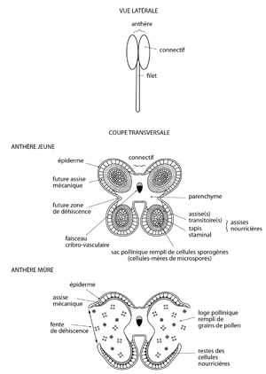 Thèque - Biologie végétale