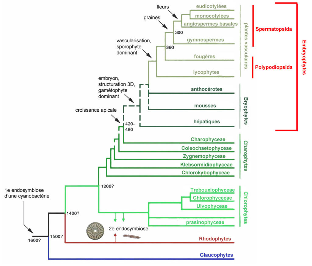 Phylogénie du règne végétal - Biologie végétale