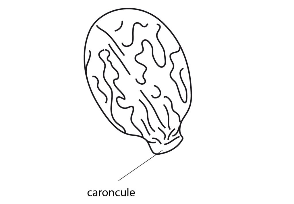 Caroncule - Biologie végétale