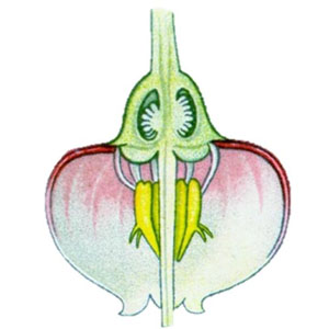 Épigyne - Biologie végétale