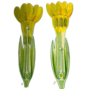 Hétérostyle - Biologie végétale