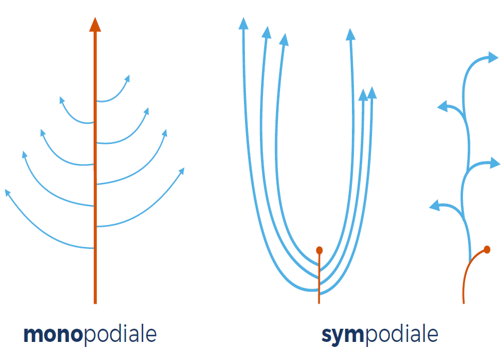 Sympodial - Biologie végétale