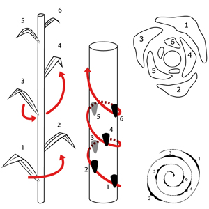 Phyllotaxie - Biologie végétale