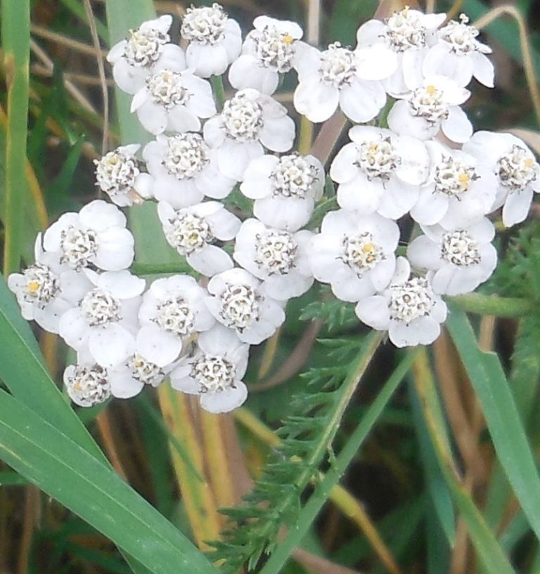 Inflorescences - Biologie végétale