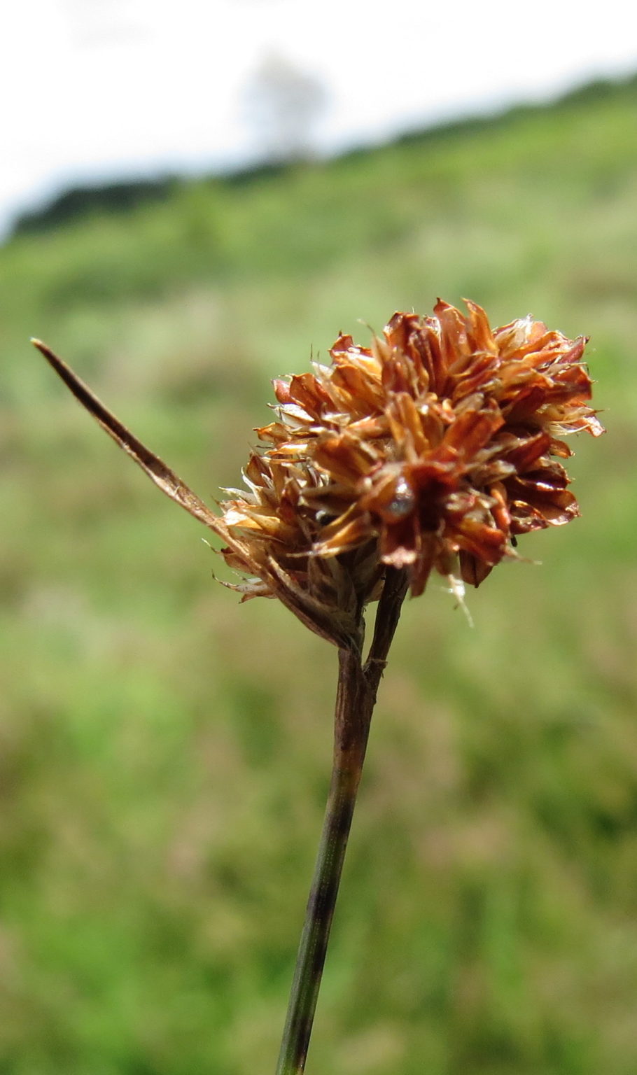 Inflorescences - Biologie végétale