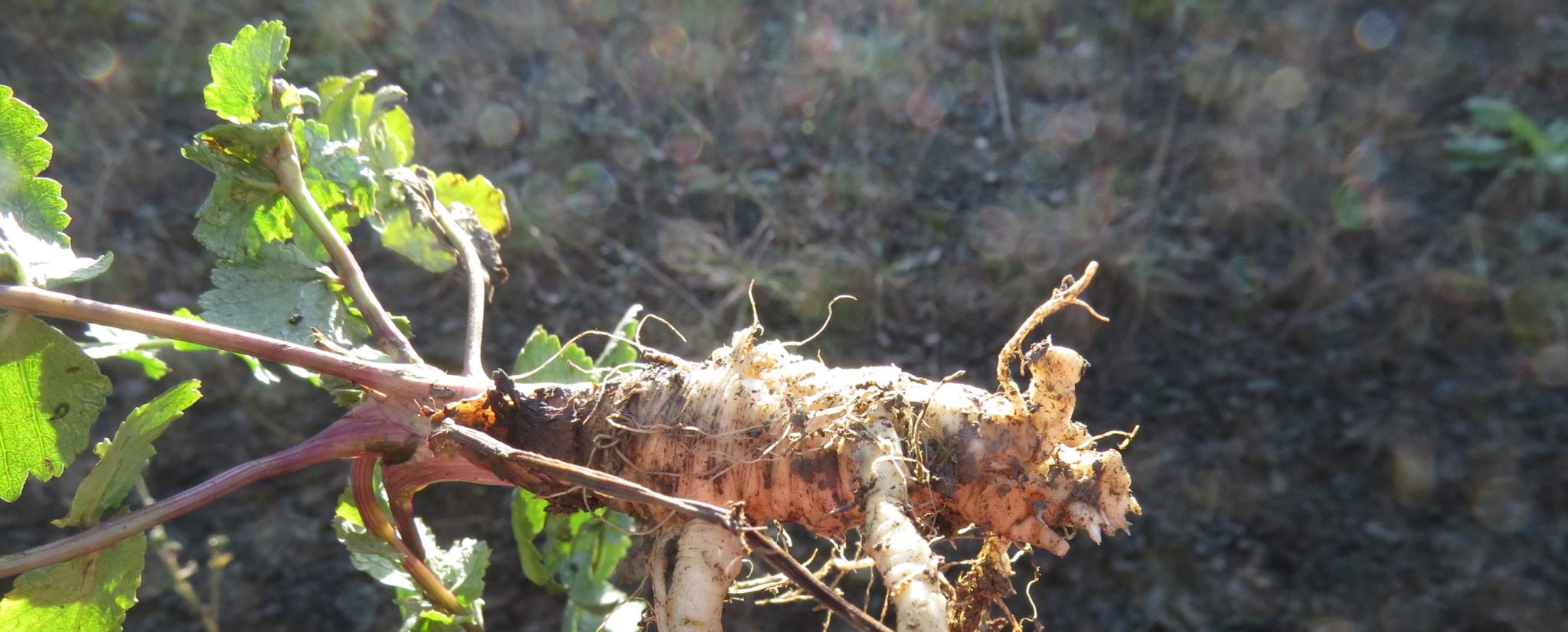 Racines - Biologie végétale