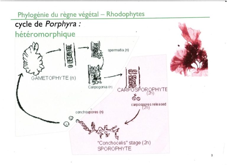 Les caractéristiques des plantes - Biologie végétale