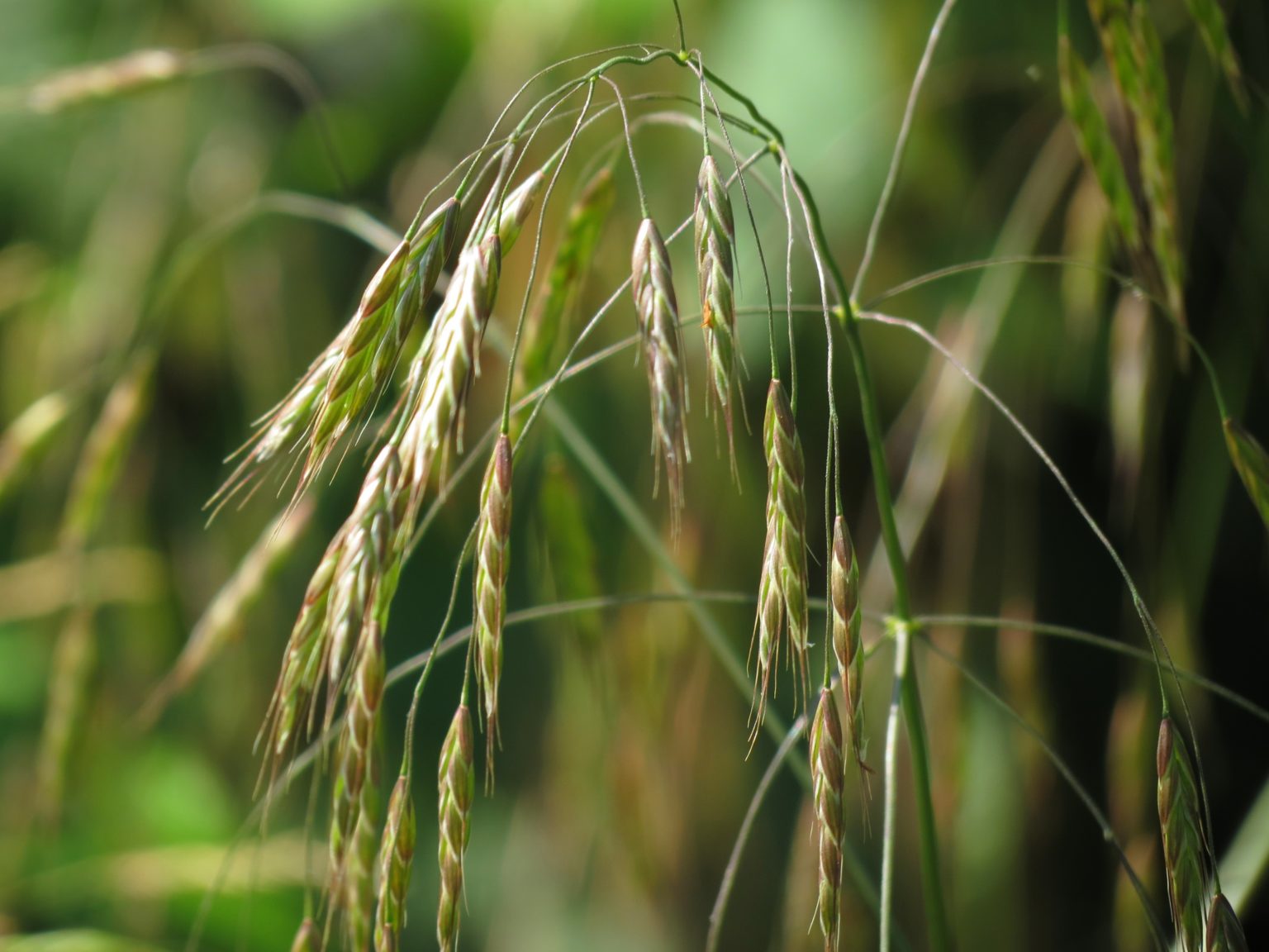 Inflorescences - Formation en biologie végétale