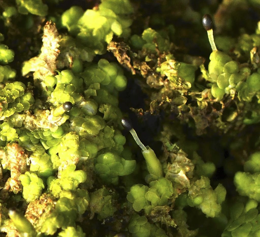 Bryophytes - Biologie végétale