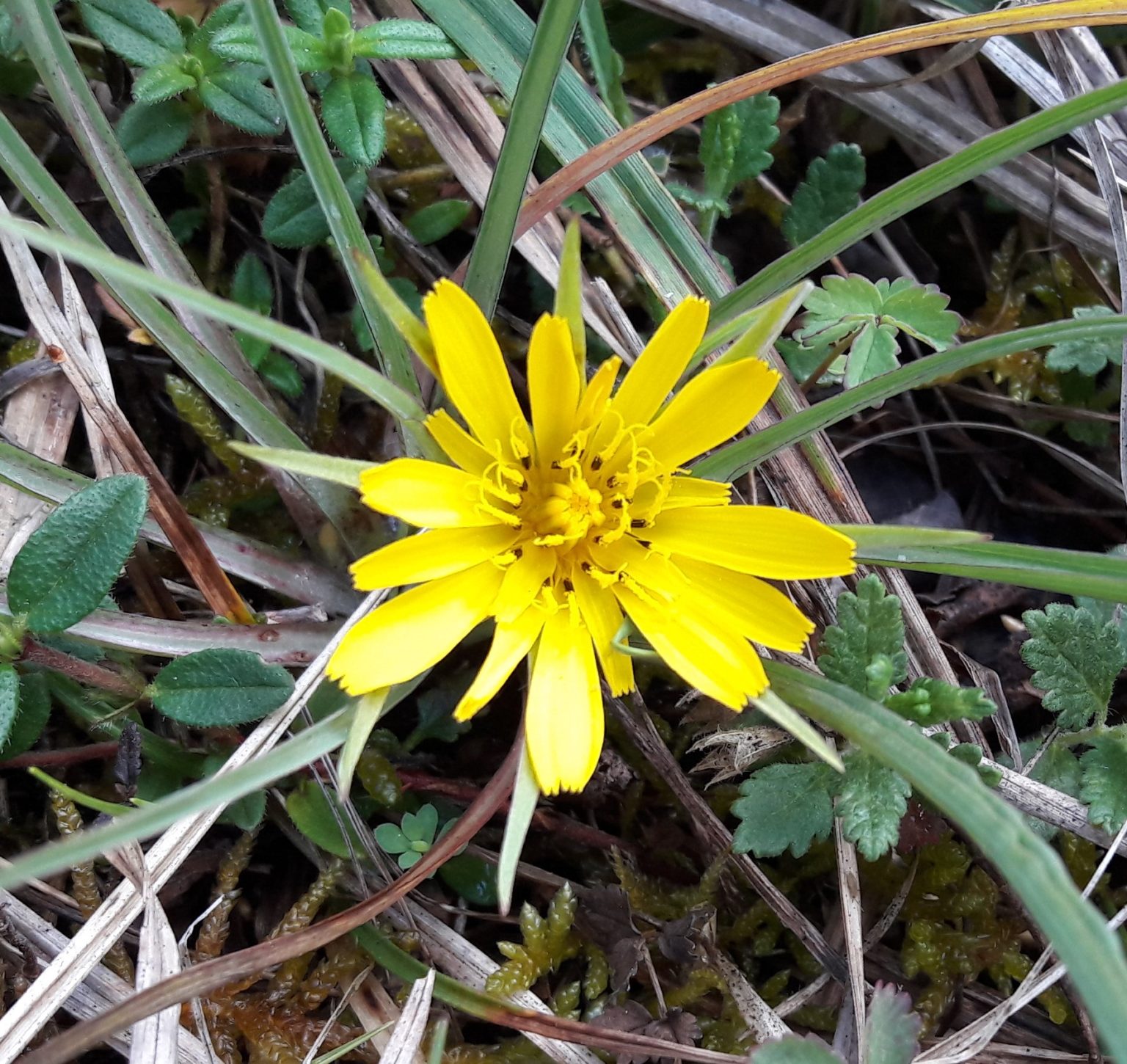 Fleurs - Biologie végétale