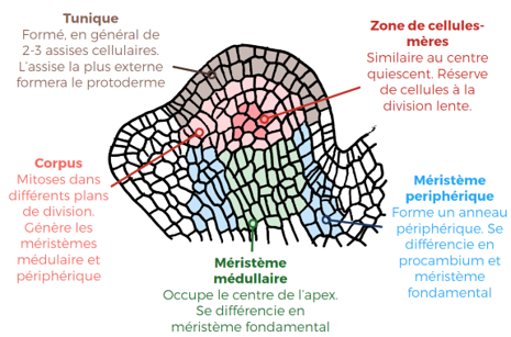 Méristème médullaire - Biologie végétale