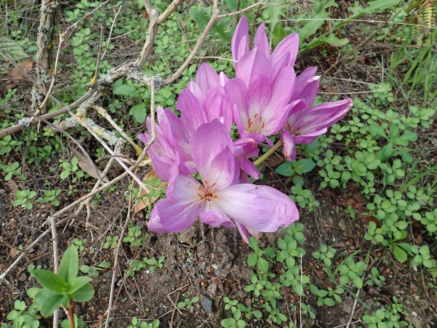 Colchicum autumnale L. - Biologie végétale