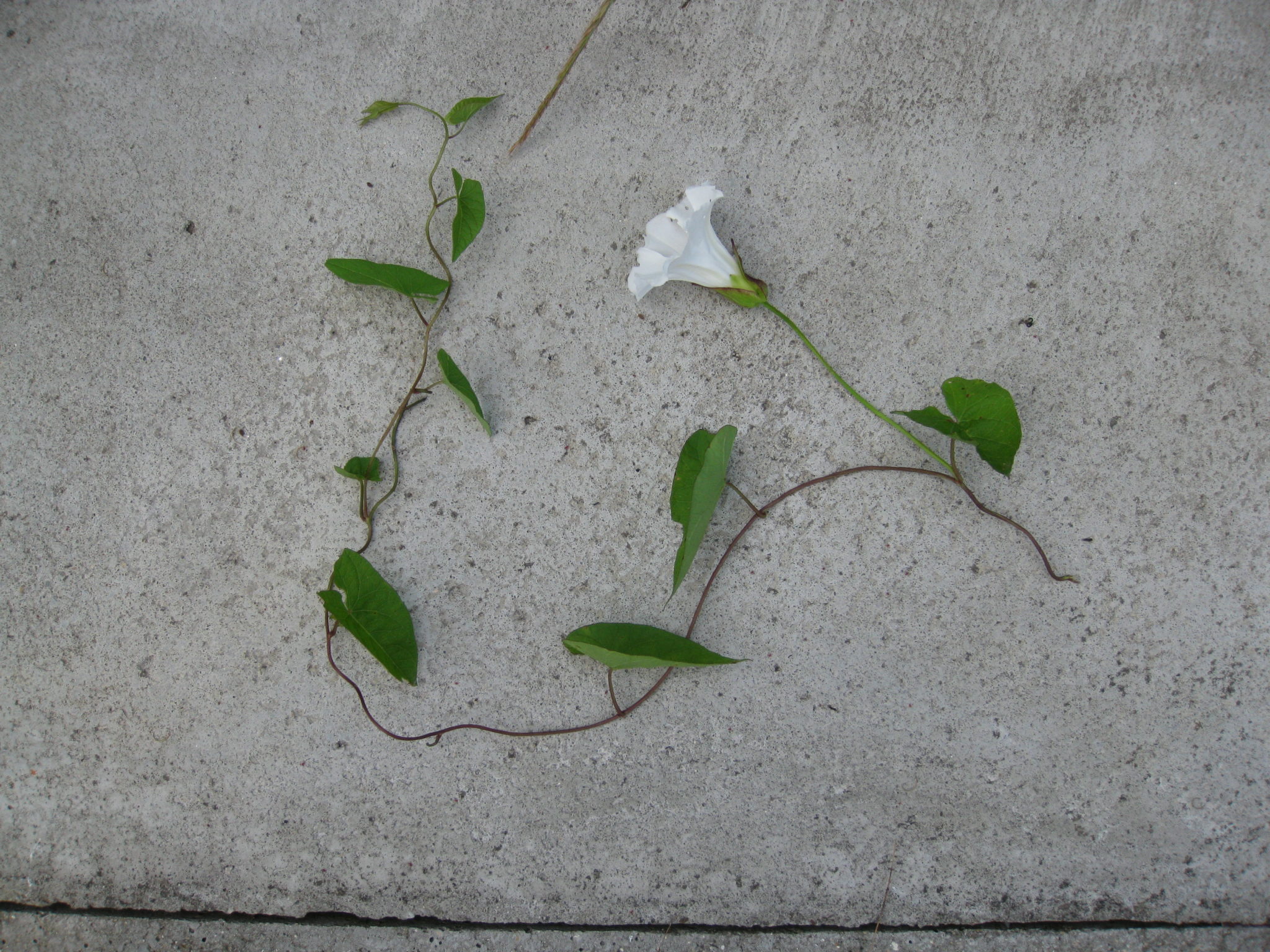 Convolvulus sepium L. - Biologie végétale