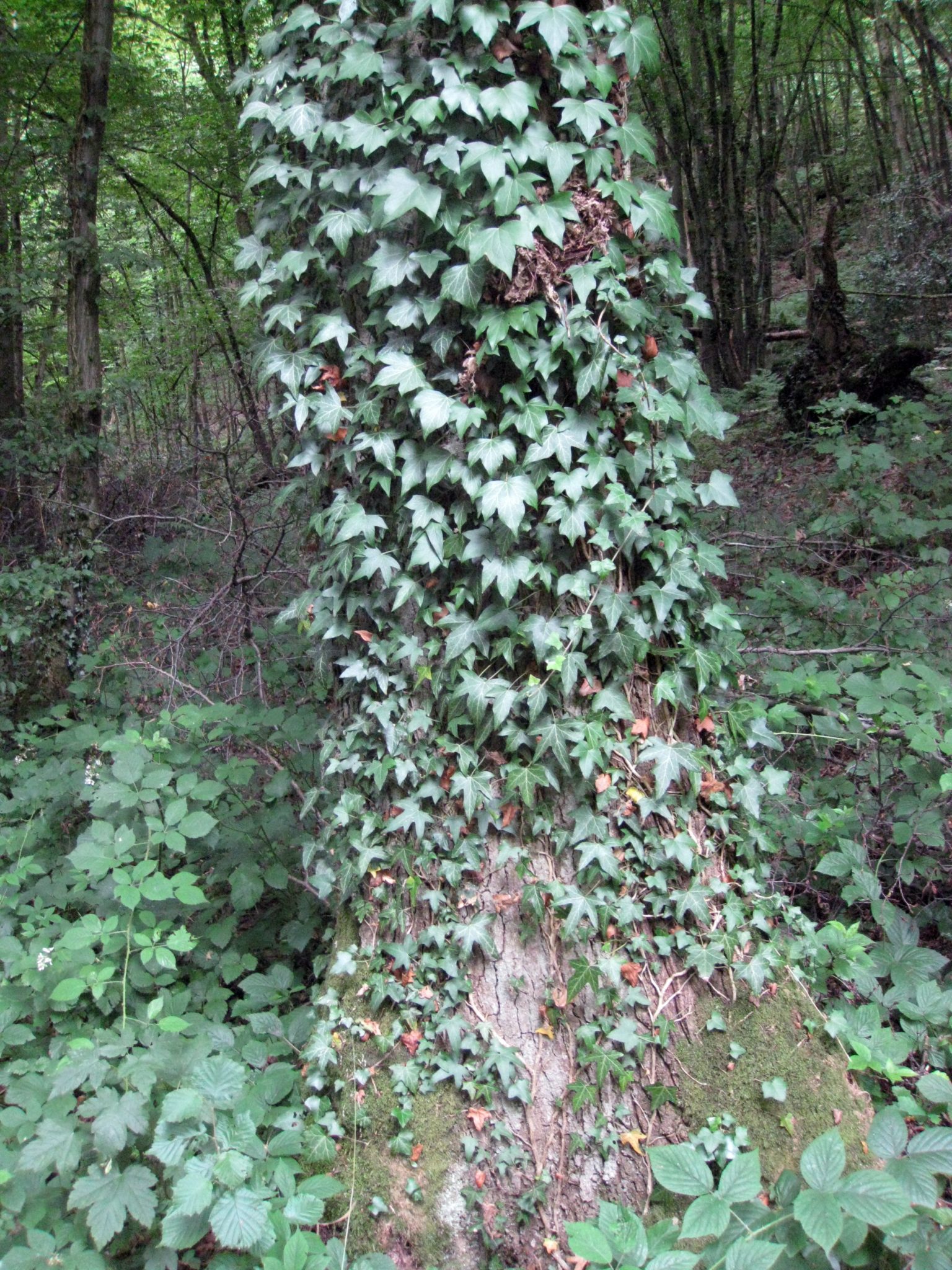 Hedera helix - Biologie végétale